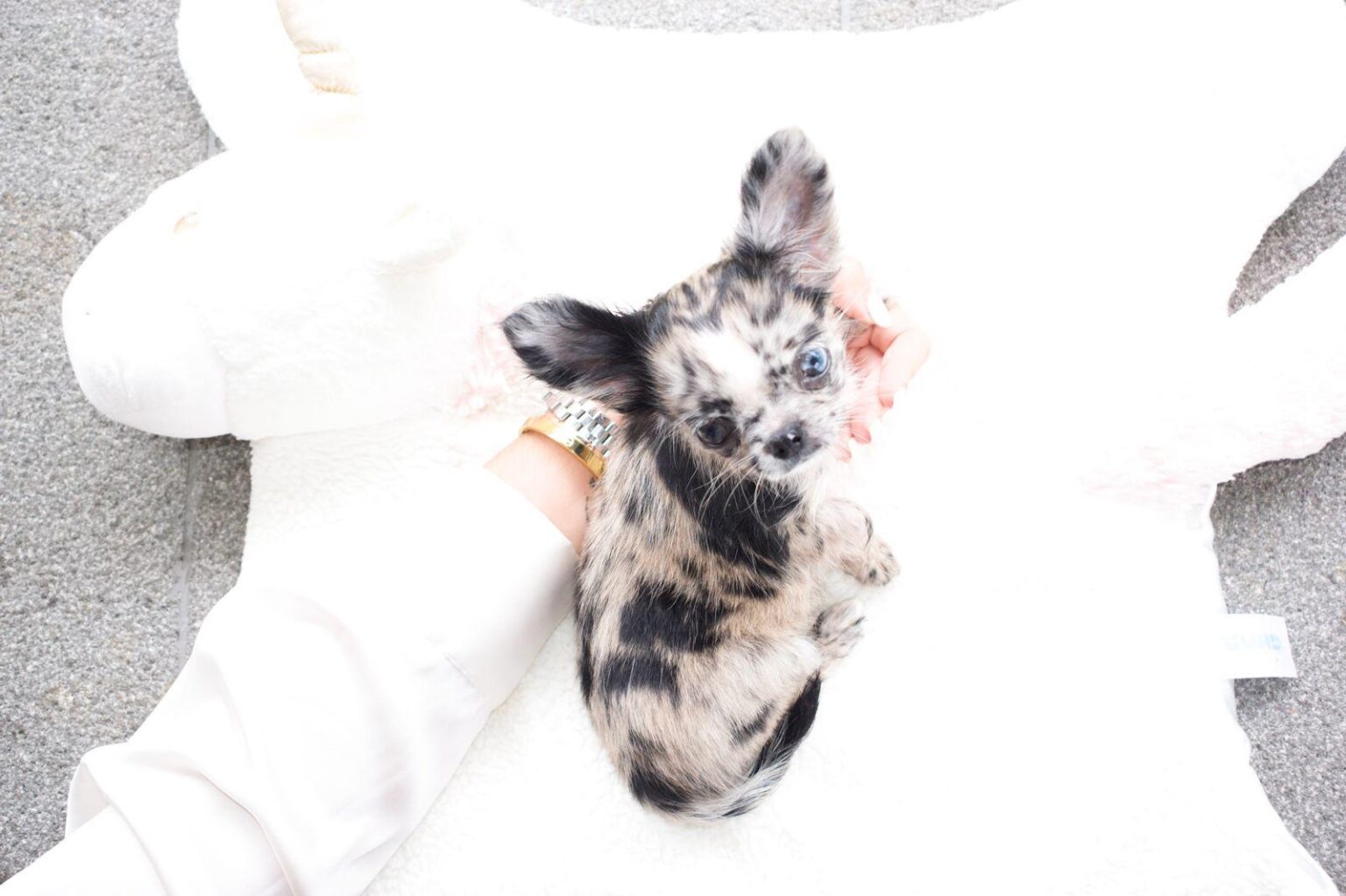 Chihuahua puppies – Teacup Chihuahua Pups