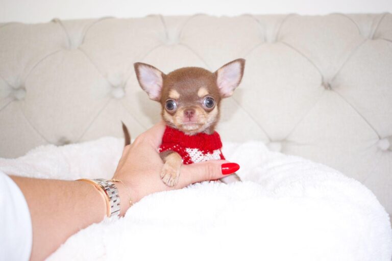 Chihuahua puppies – Teacup Chihuahua Pups